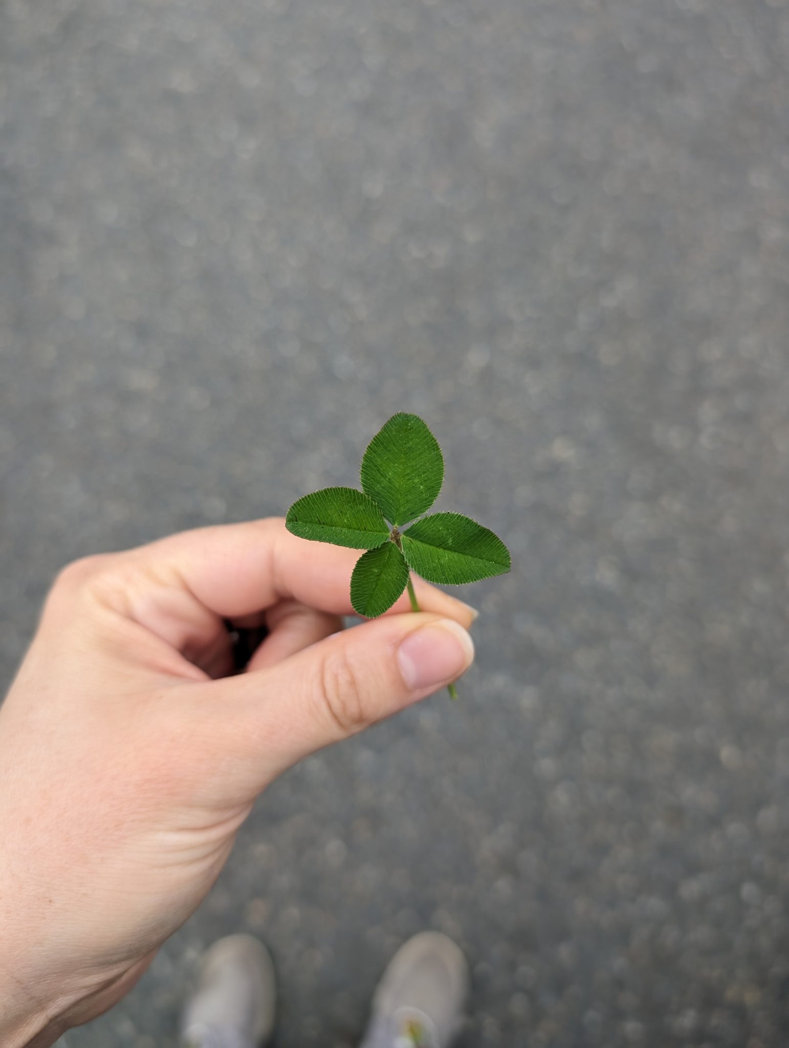 The Lady Beekeeper | A refined beekeeping experiment | Page 2